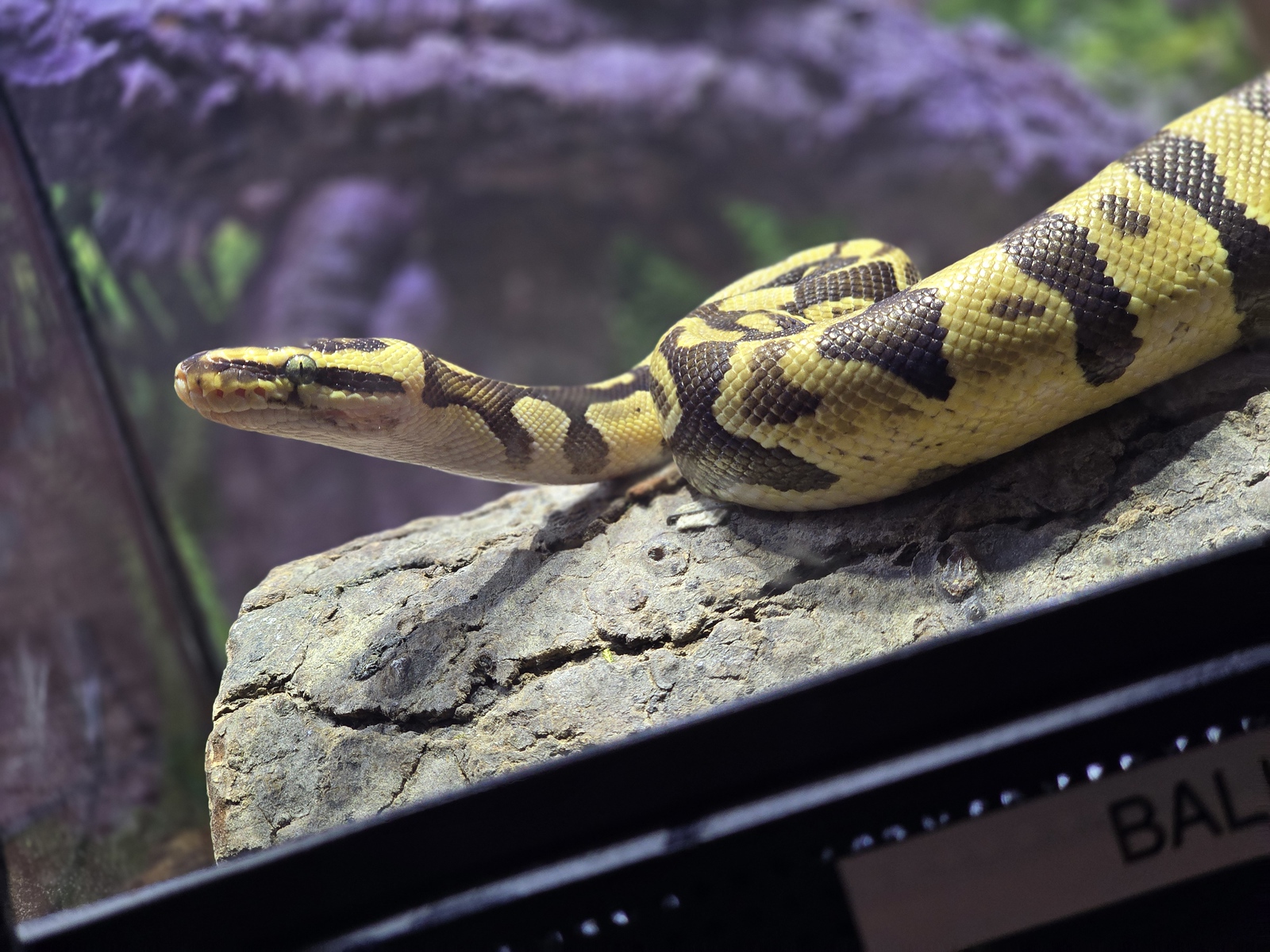 GUIDE: Creepy Critters of Calico crawling with fun at 2024 Knott’s ...